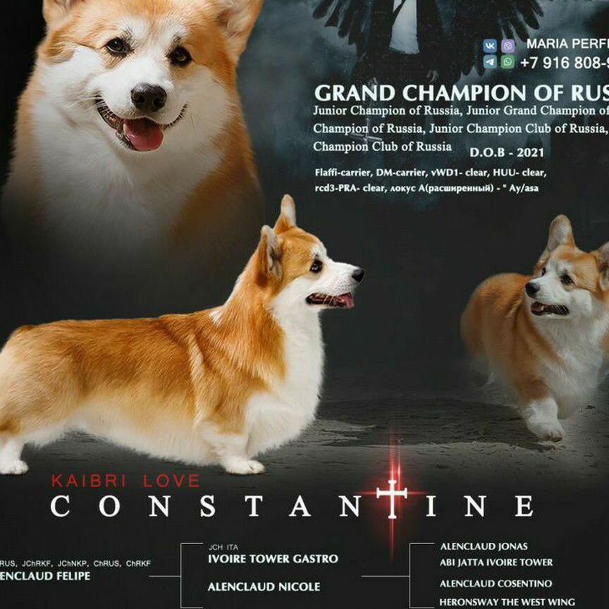 Вельш корги пемброк вязка