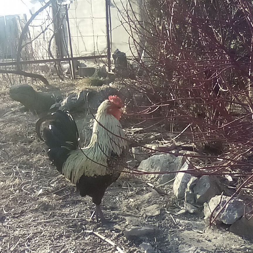 Продается петушок