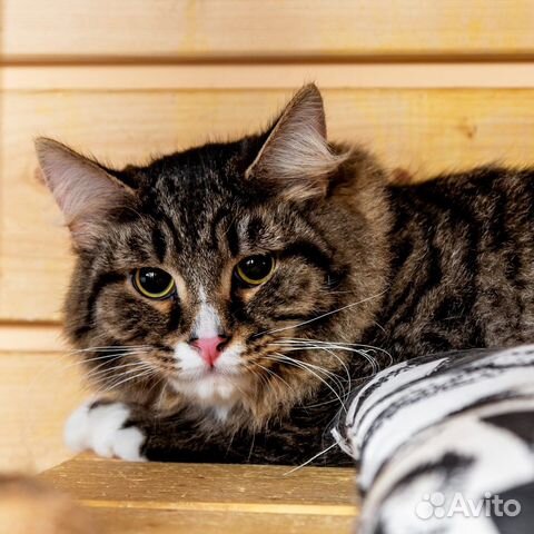 Кот в добрые руки