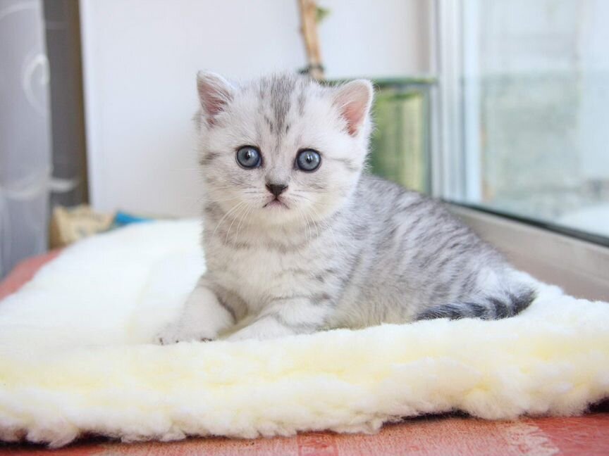 Серебристые котик и кошечка