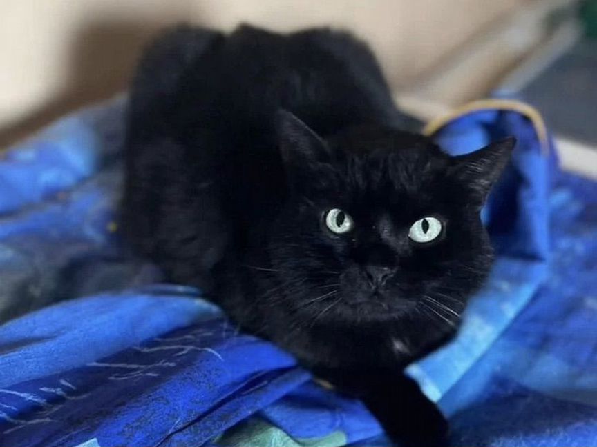 Кот в добрые руки