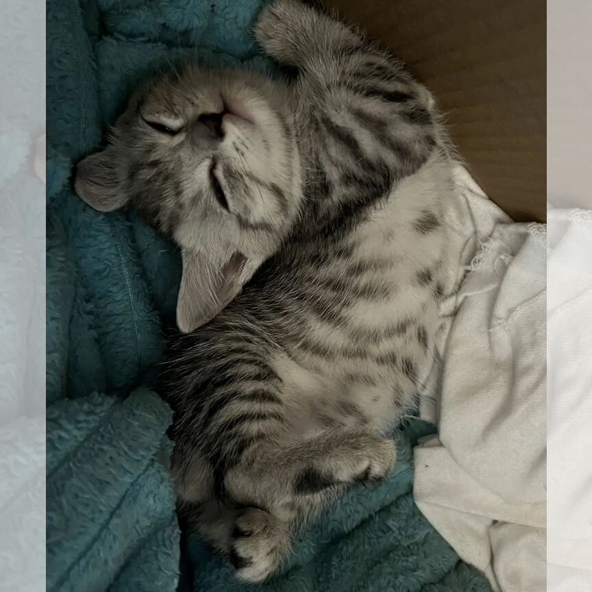 Шотландский вислоухий длинношёрстный котёнок