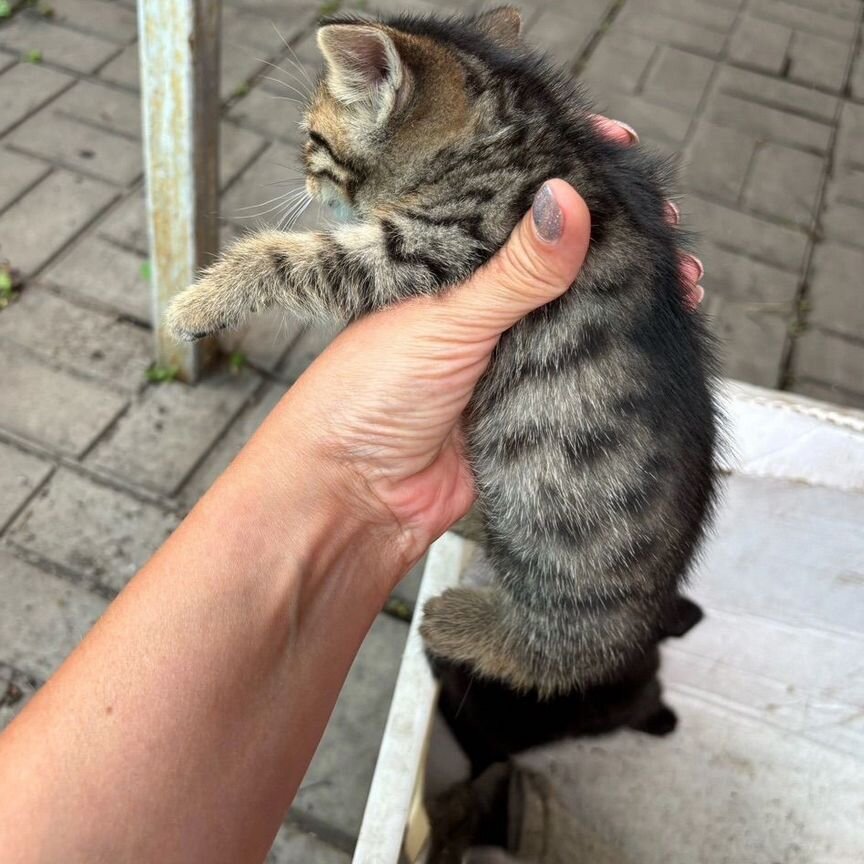 Отдам бесплатно