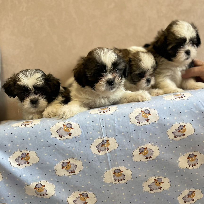 Карапузики