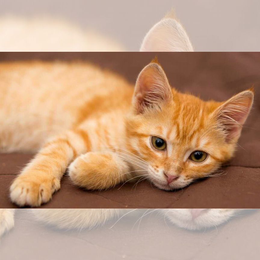 Сибирский котёнок