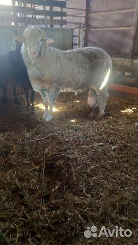 Овцы бараны