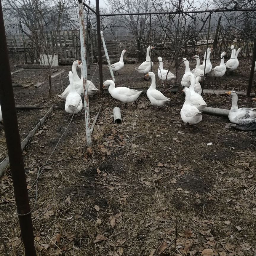 Гуси и индюшки на мясо