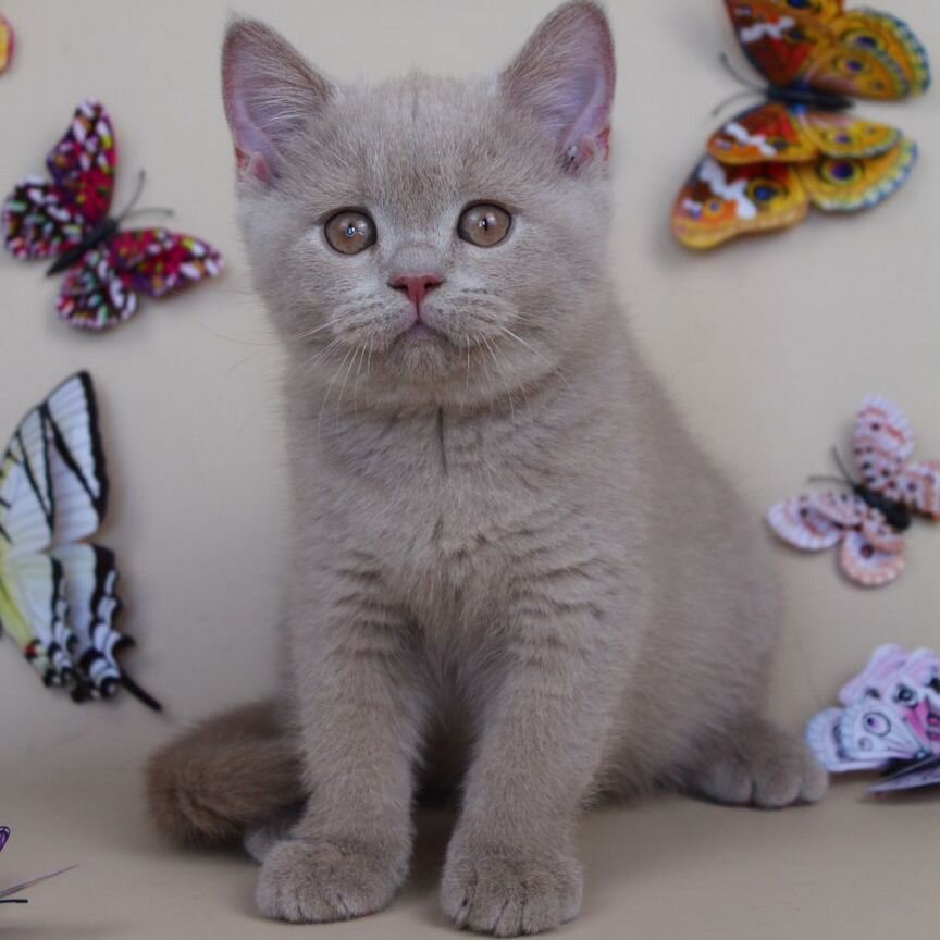 Британский короткошёрстный котёнок