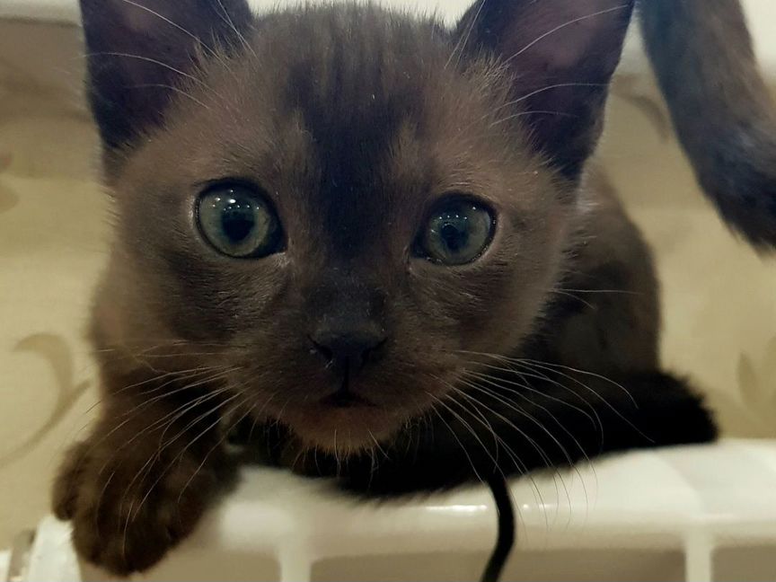 Бурманские котята девочки и мальчики