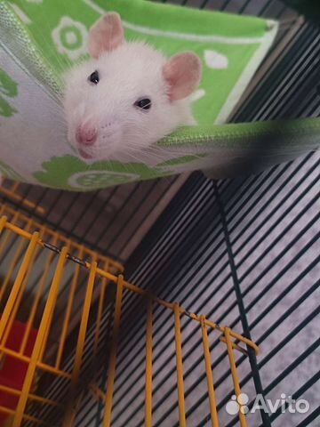 Крыса дамбо белая