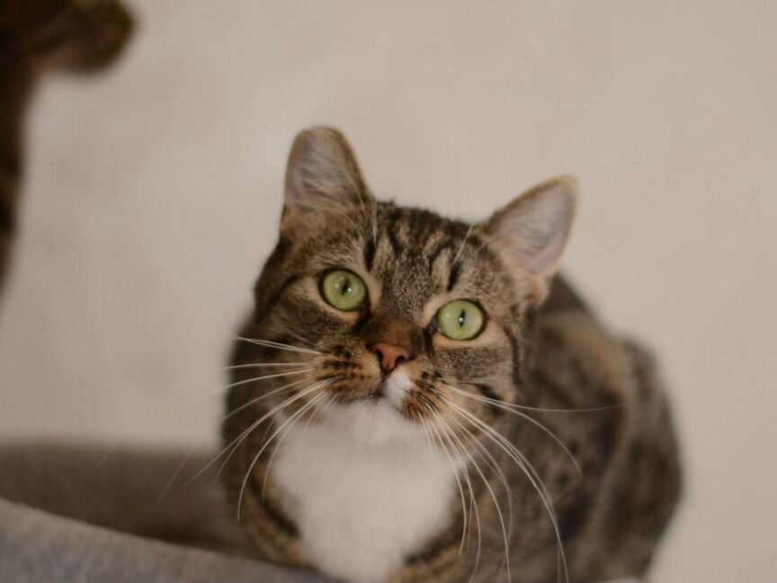 Кошка Рыся