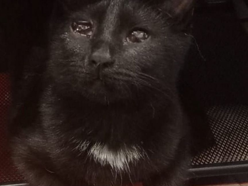 Кошка-Нлошка