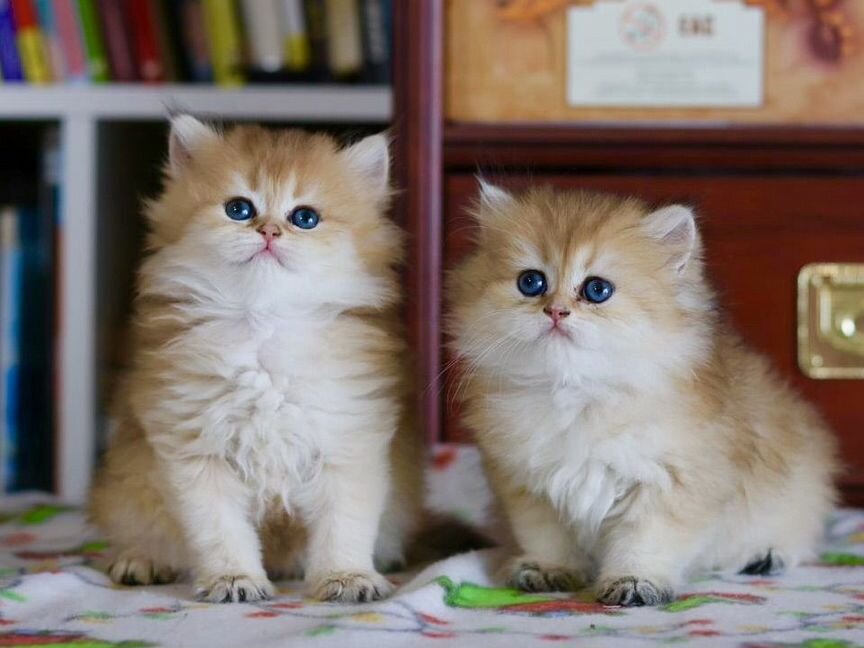 Две топовые Девочки. Золотые шиншиллы