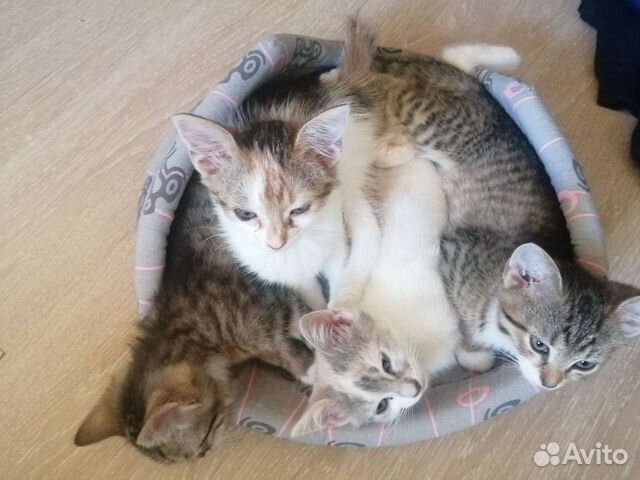 Котята в добрые руки бесплатно