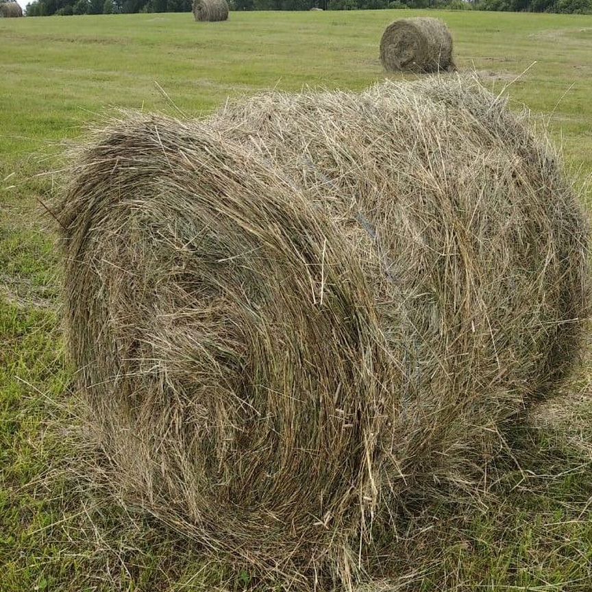 Продам сено в рулонах