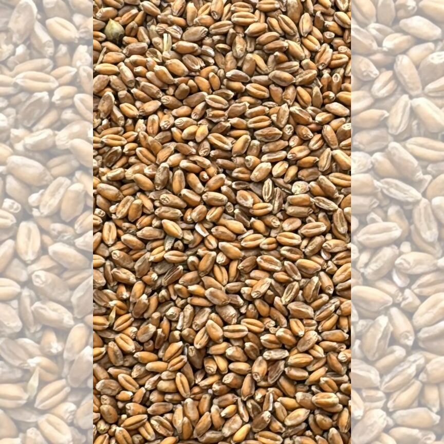 Пшеница 4 класс