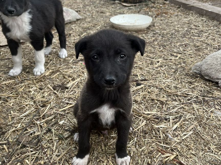 Щенок в добрые руки