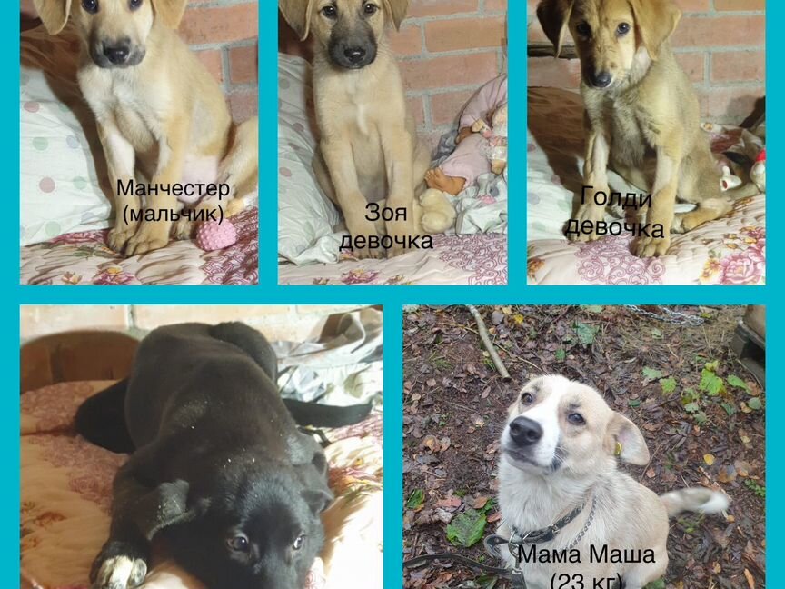 Щенок в добрые руки