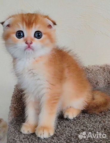 Котята золотая шиншилла