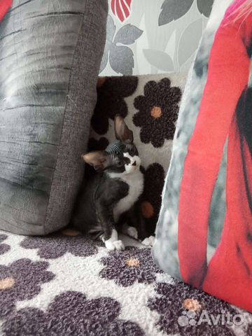 Котята сфинкс (браш)