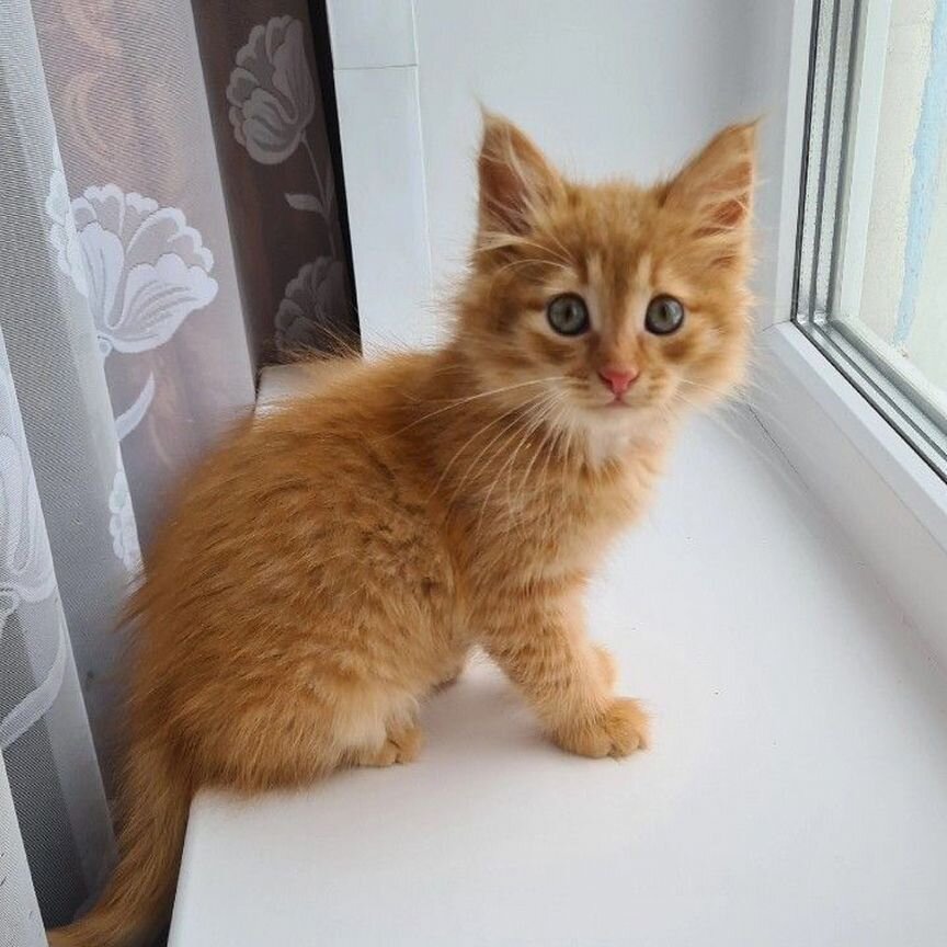 Котик