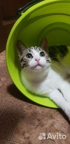 Котенок девочка Поля 4мес привита