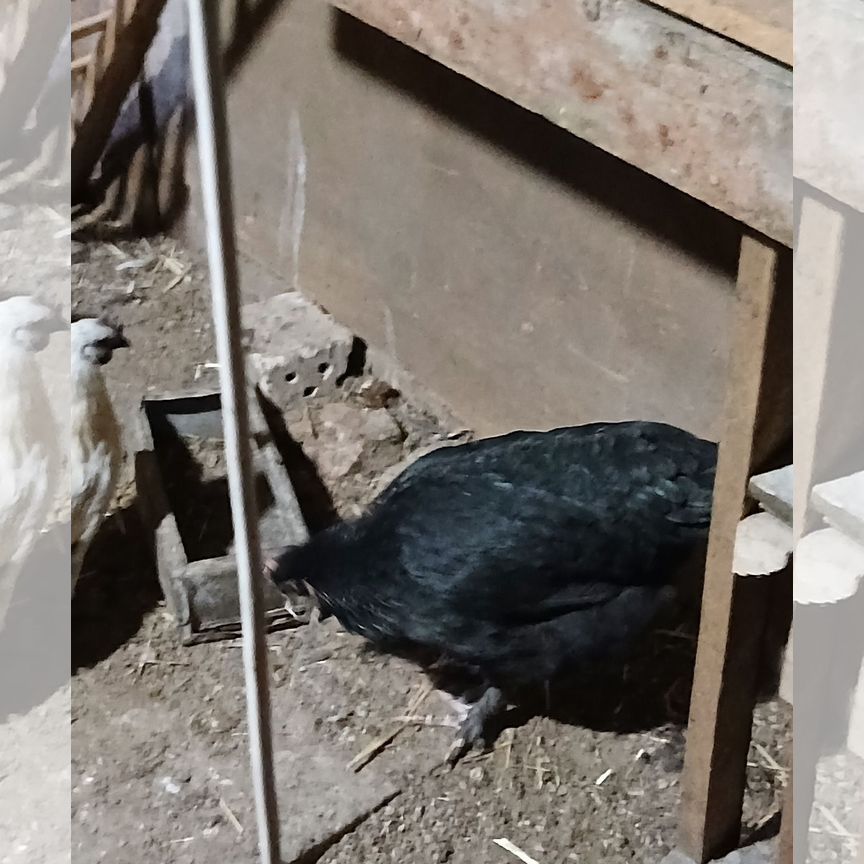 Продам семью Курей несушек черное миндалевое мясо