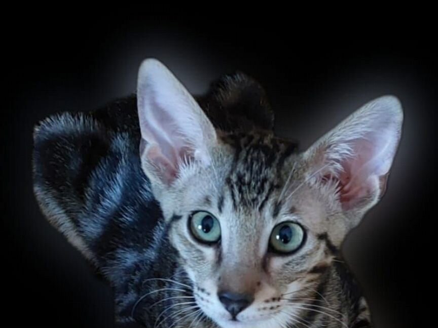 Ориентальные