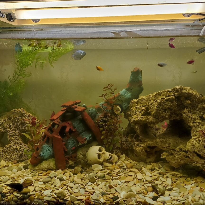 Аквариум с рыбками