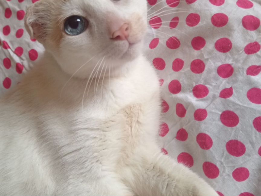 Удивительный кот