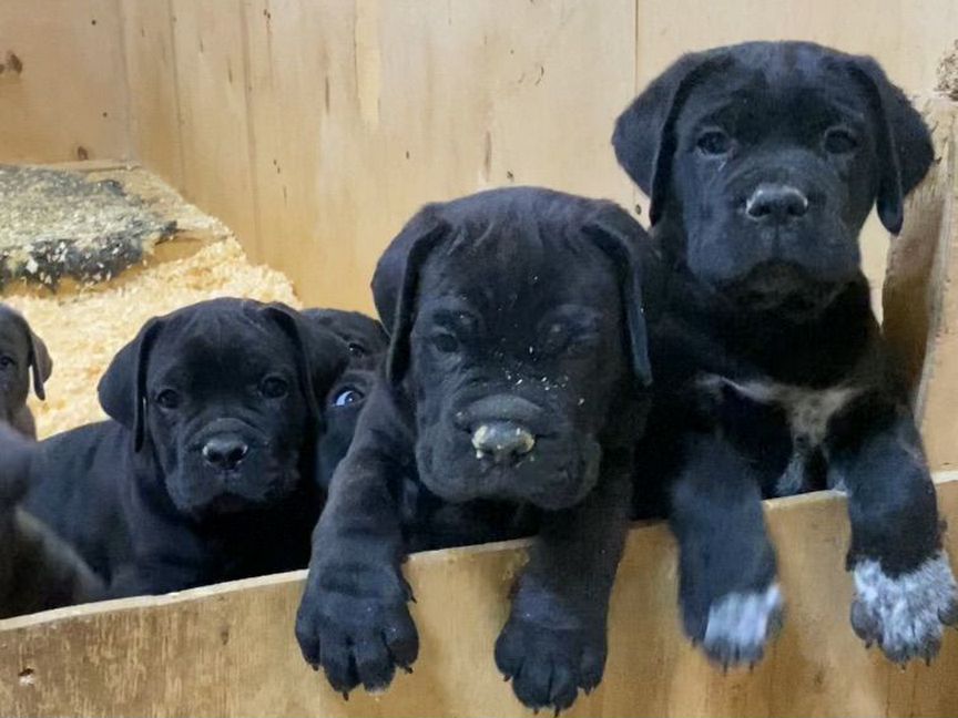 Кане Корсо - малыши из питомника