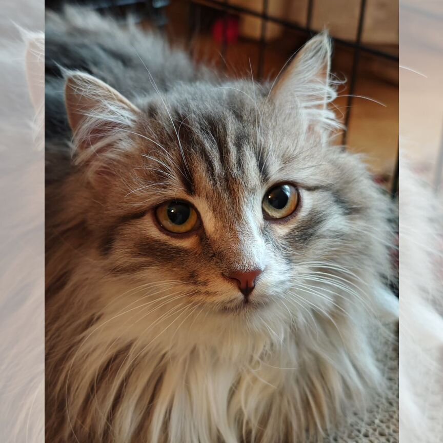 Котенок Пух в добрые руки