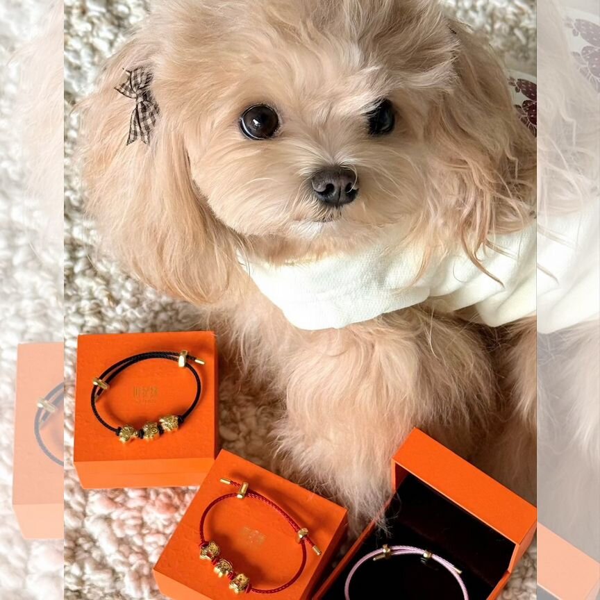 Мальтипу, щенок