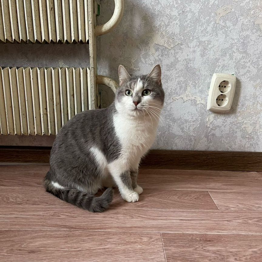 Красивый нежный котик в дар