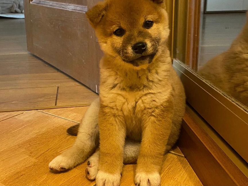 Сиба ину мальчик РКФ