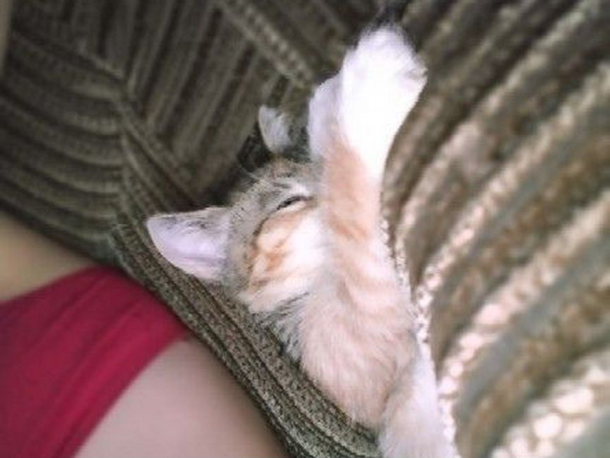 Отдам кошечку