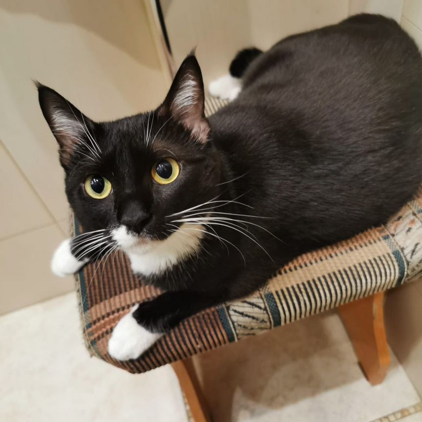Турецкий котенок в добрые руки