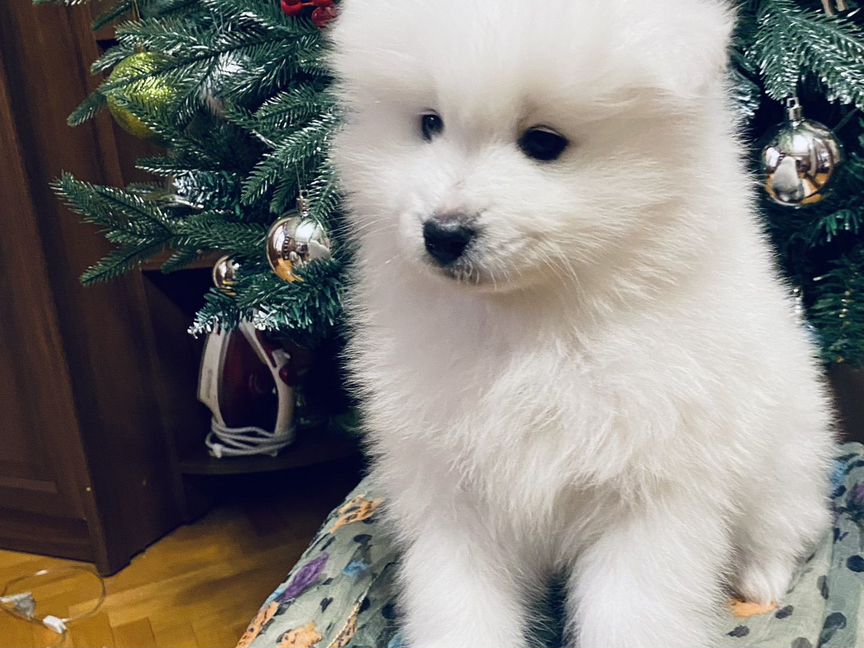 Зимняя сказка - самоед