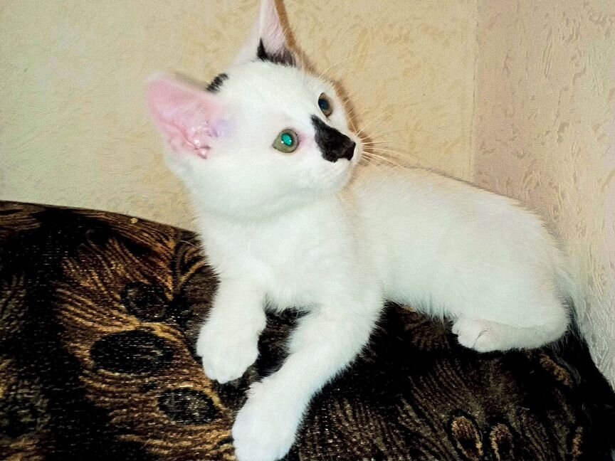 Котенок 2 месяца (мальчик) в добрые руки