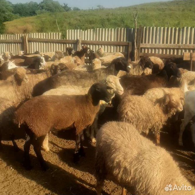 Овцы барашки