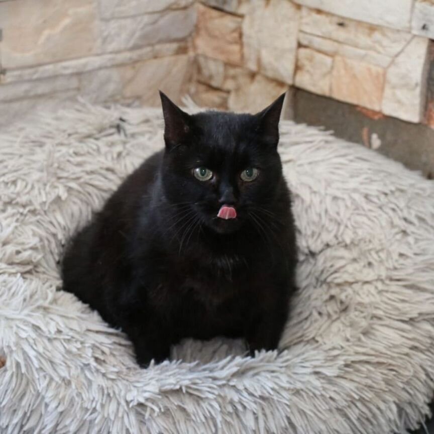 Чёрная красавица Меланья в добрые руки