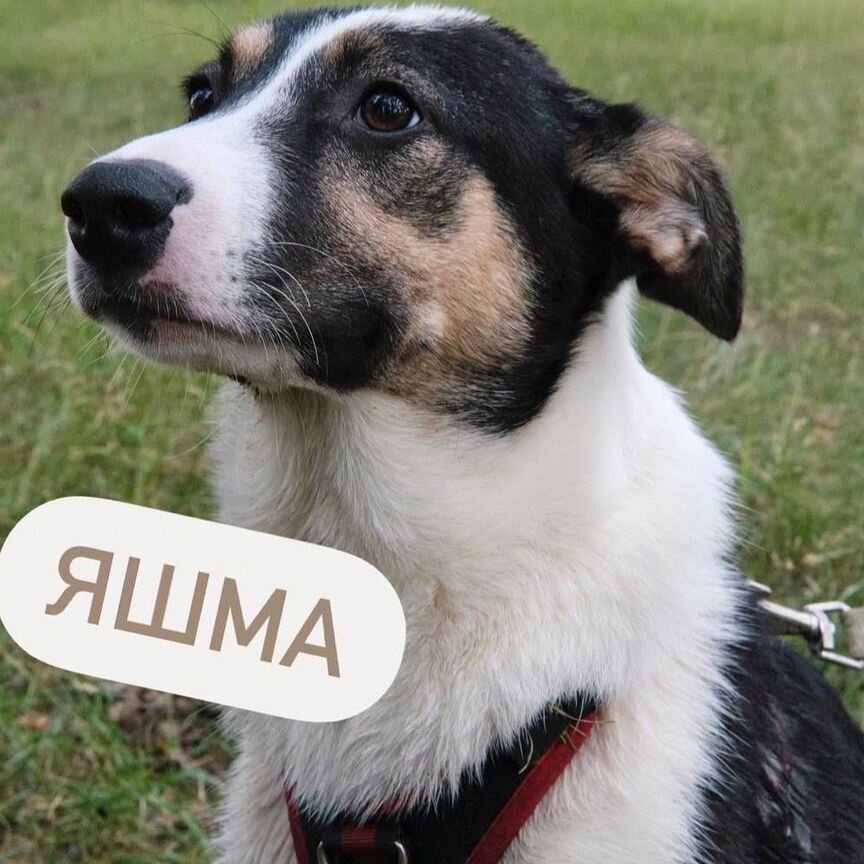 Собака Яшма в поиске хозяев