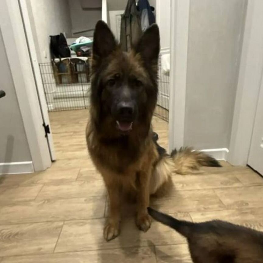 Немецкая овчарка, взрослая собака