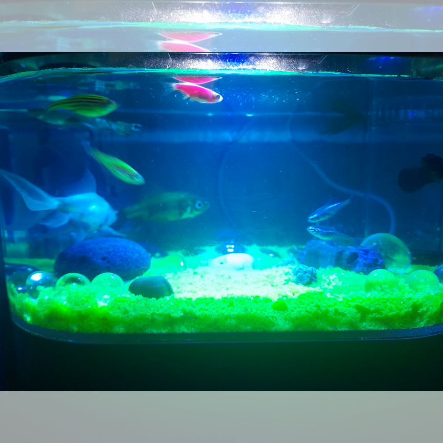 Аквариум с рыбками