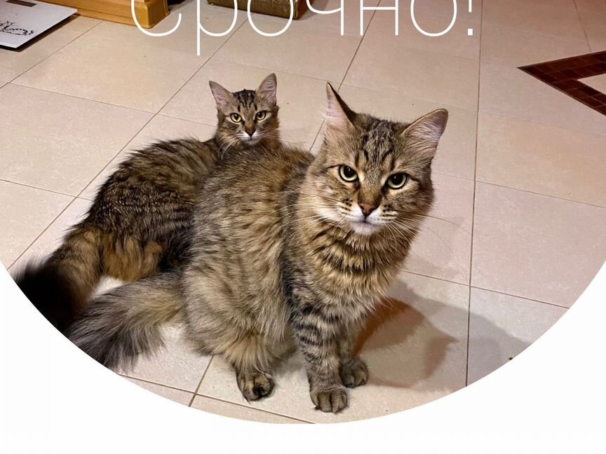 Котята в добрые руки С тяжелой судьбой