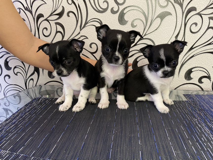 Щенки чихуахуа
