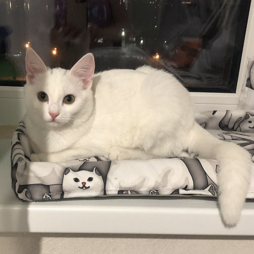 Кошечка 4 месяца,охотница