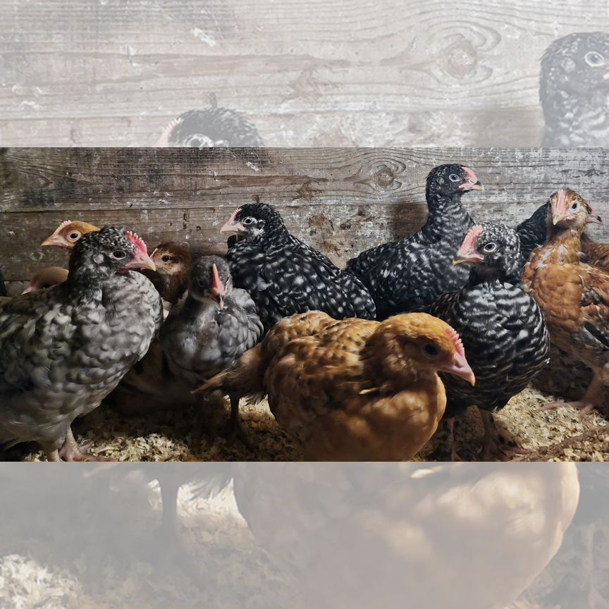 Молодые петушки