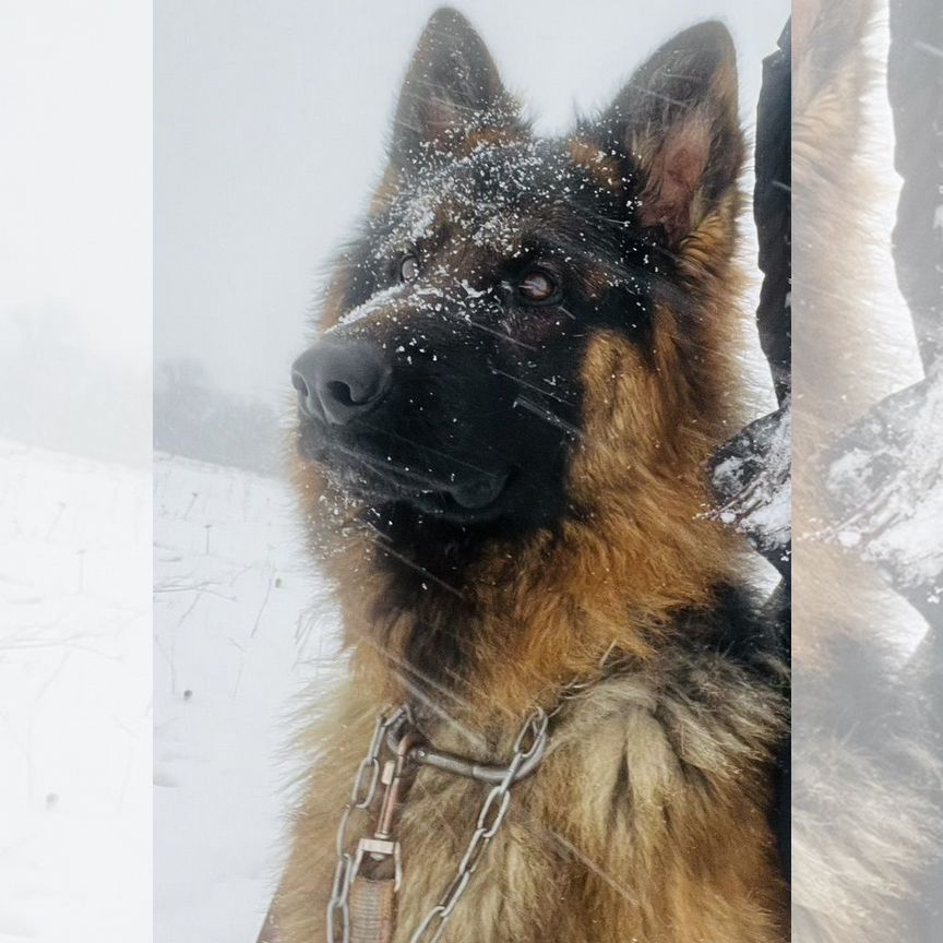 Немецкая овчарка длинношерстная с документами