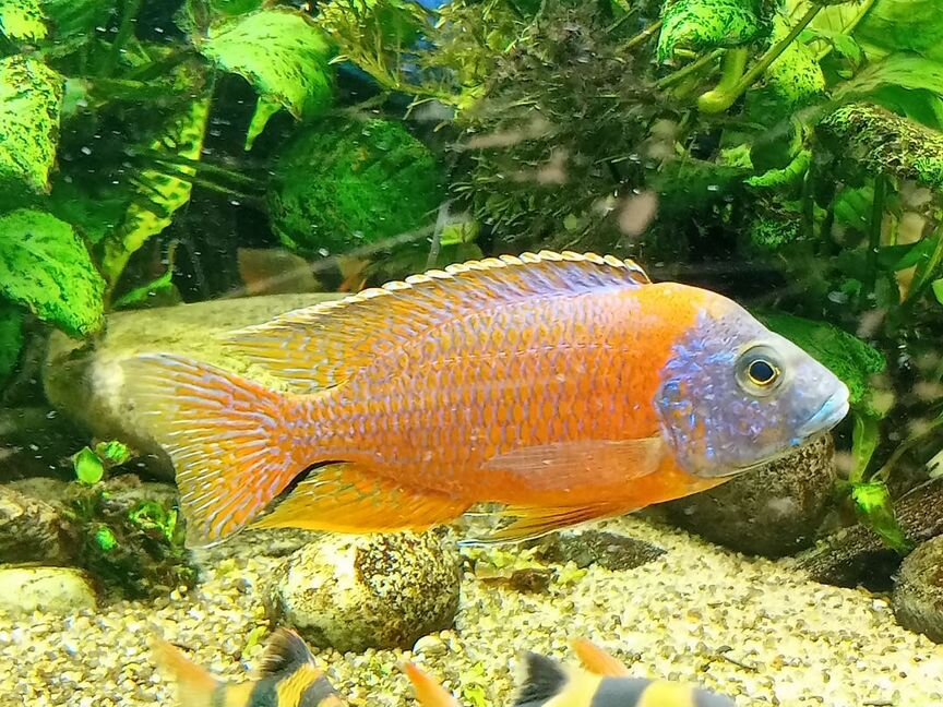 Африканские цихлиды